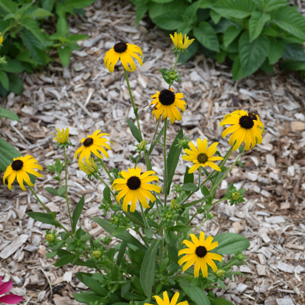 July Perennial Collection – Weston Nurseries