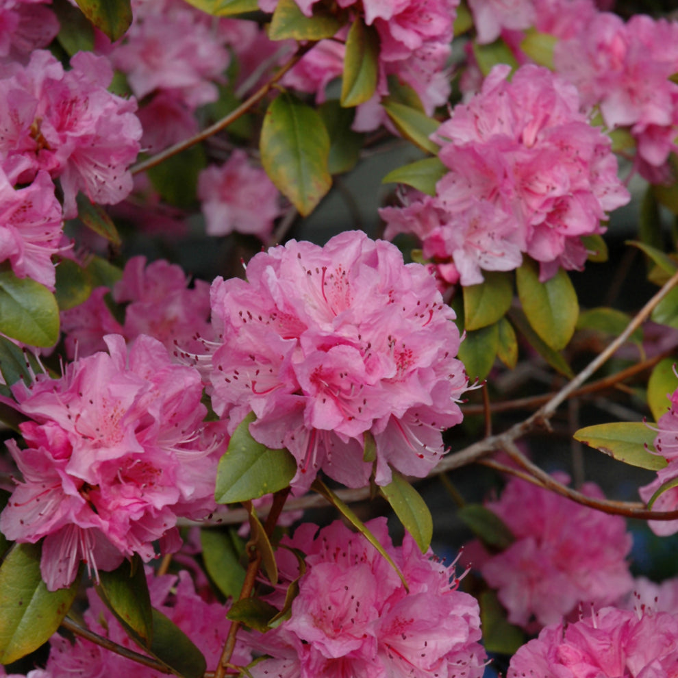 Olga Mezitt Rhododendron – Weston Nurseries
