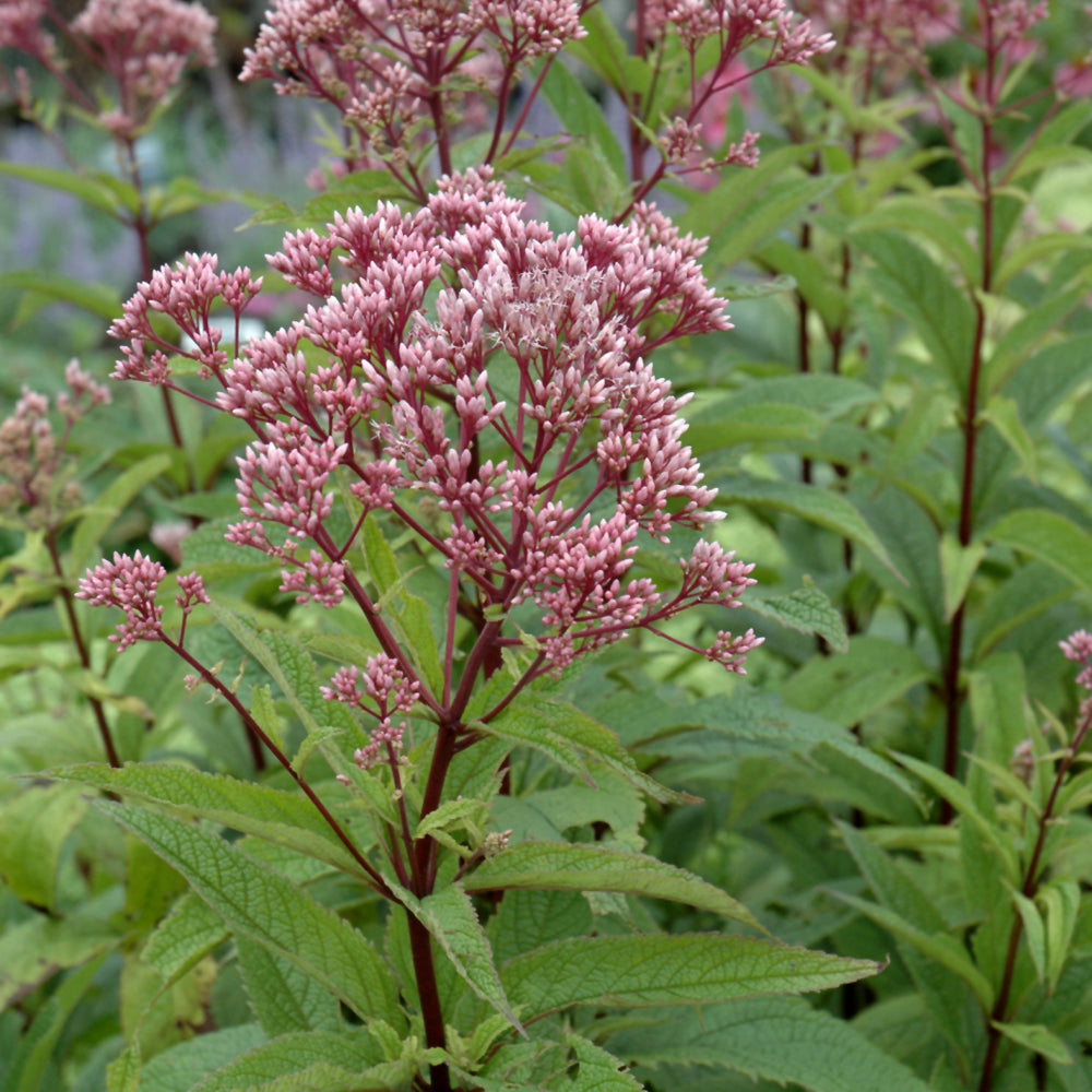 Baby Joe Dwarf Joe Pye Weed – Weston Nurseries