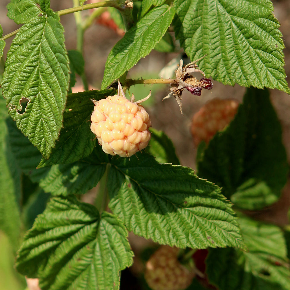 Anne Raspberry – Weston Nurseries