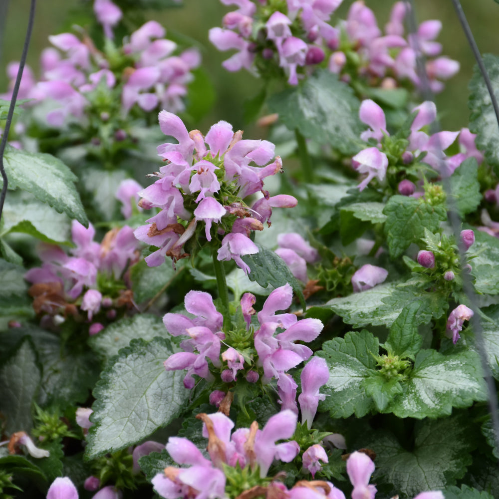 Pink Chablis® Spotted Dead Nettle – Weston Nurseries