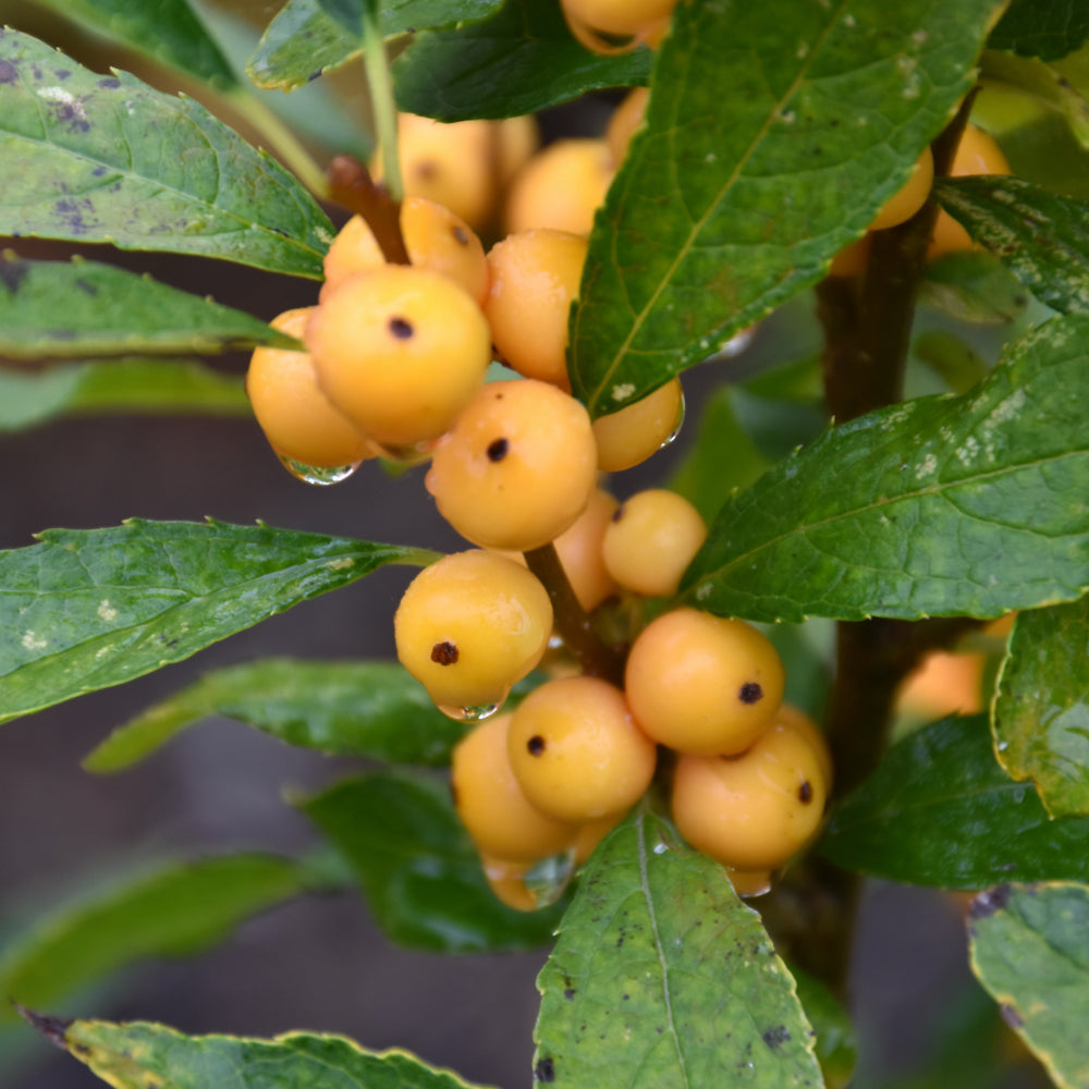 Berry Heavy® Gold Winterberry – Weston Nurseries