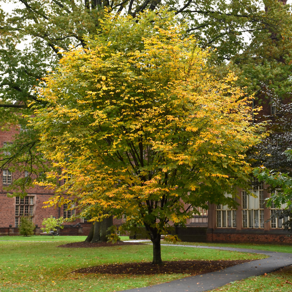 Yellowwood Tree Bark Yellowwood | Yale Nature Walk
