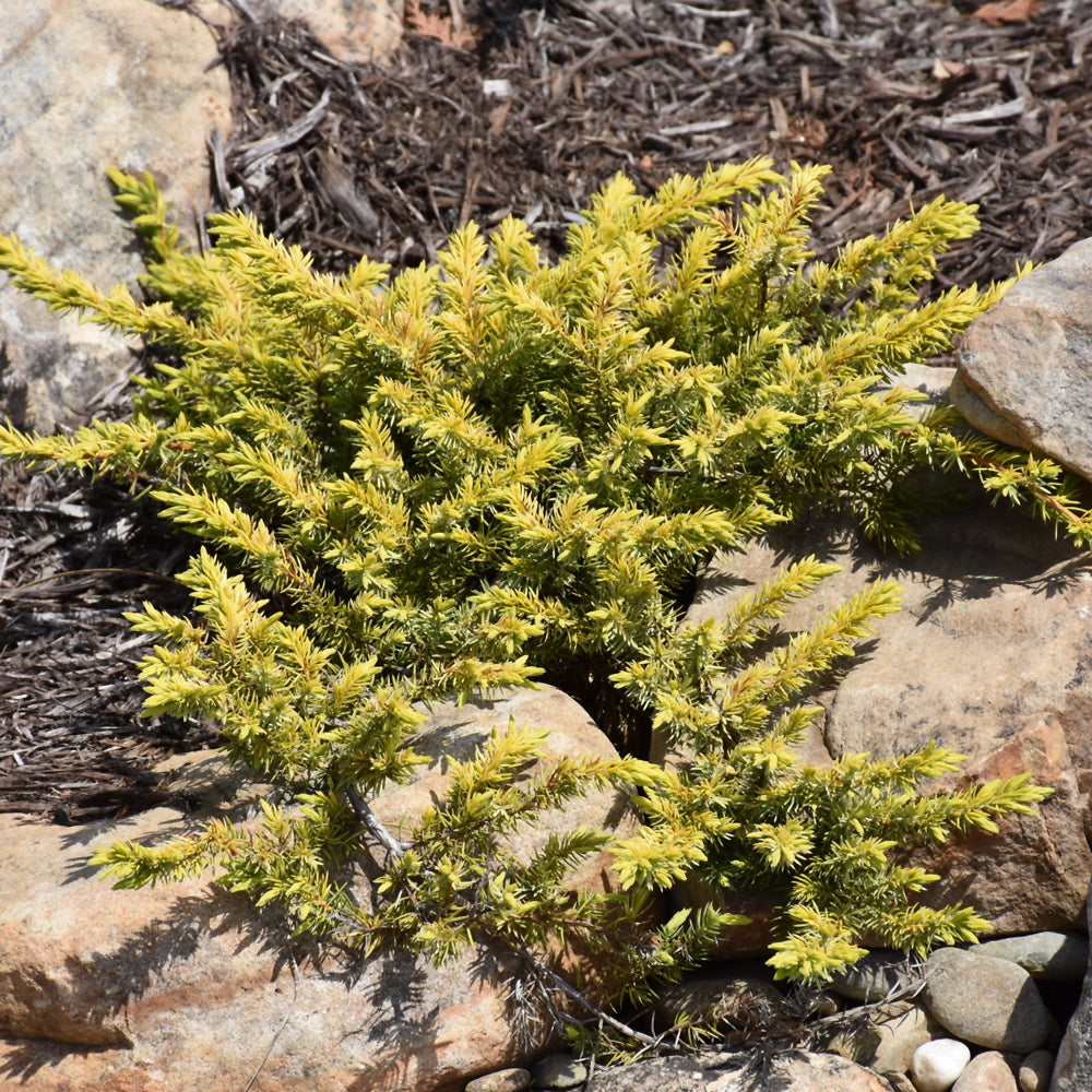 Golden Carpet Juniper – Weston Nurseries