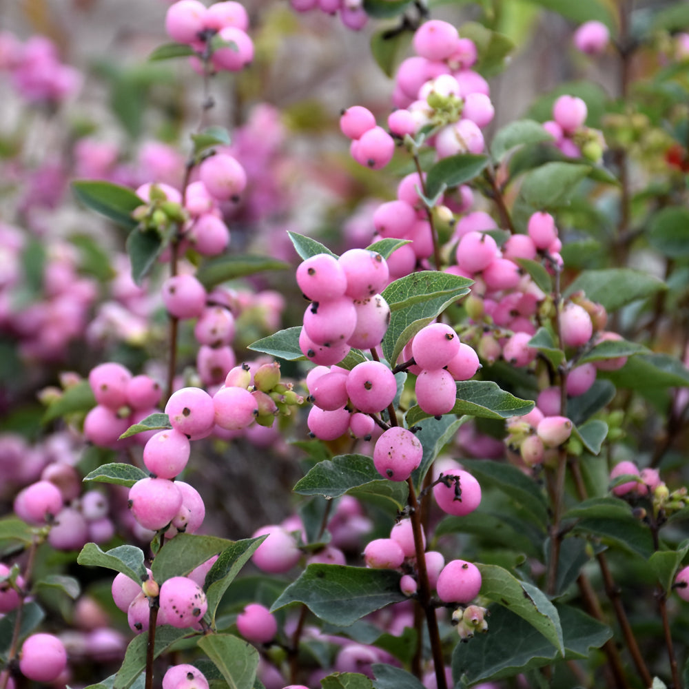 Candy™ Coralberry – Weston Nurseries