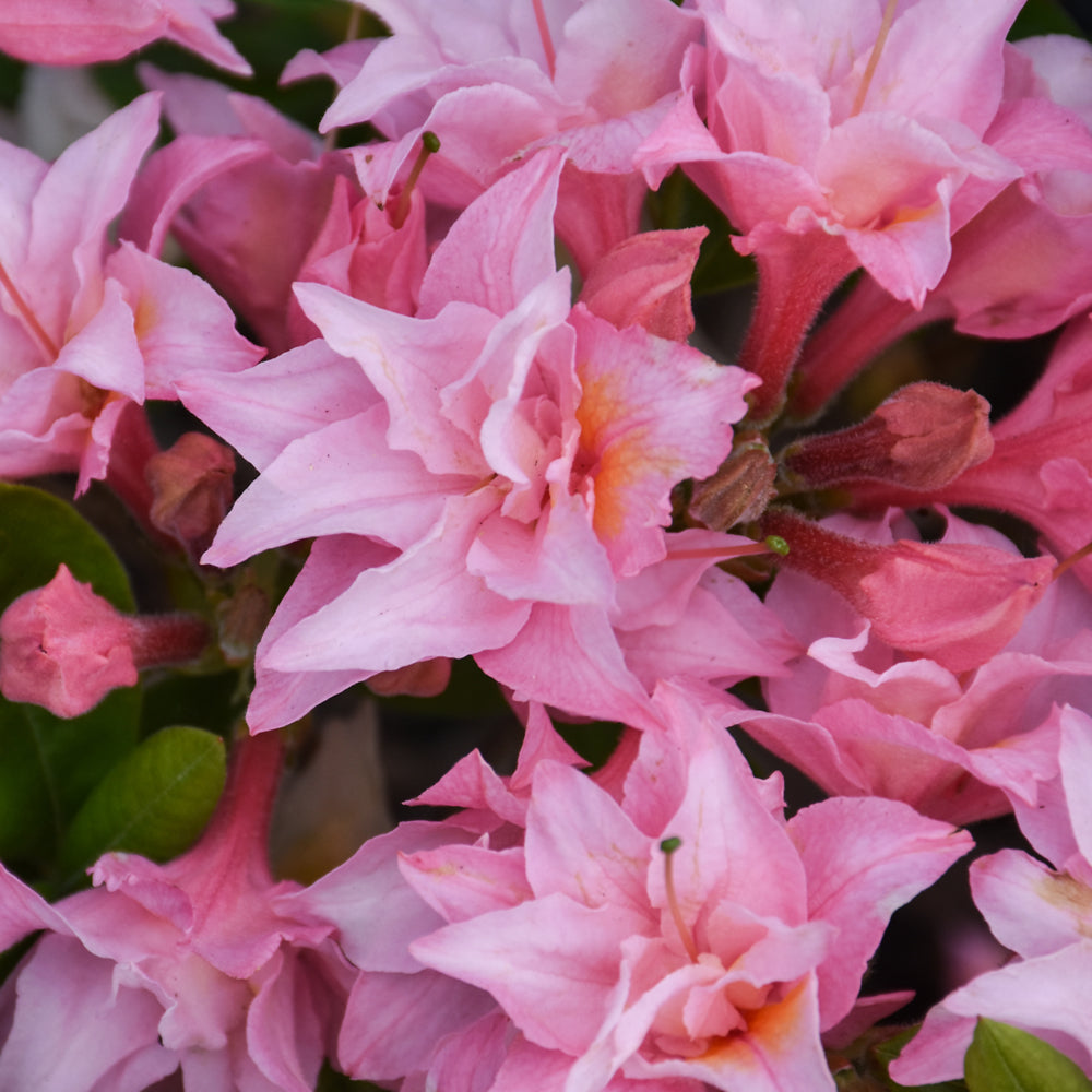 Electric Lights™ Double Pink Azalea – Weston Nurseries